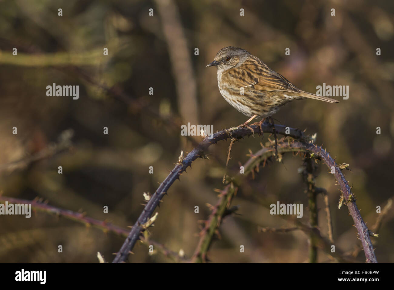 Dunnock, hedge sparrow (Prunella modularis Stock Photo - Alamy