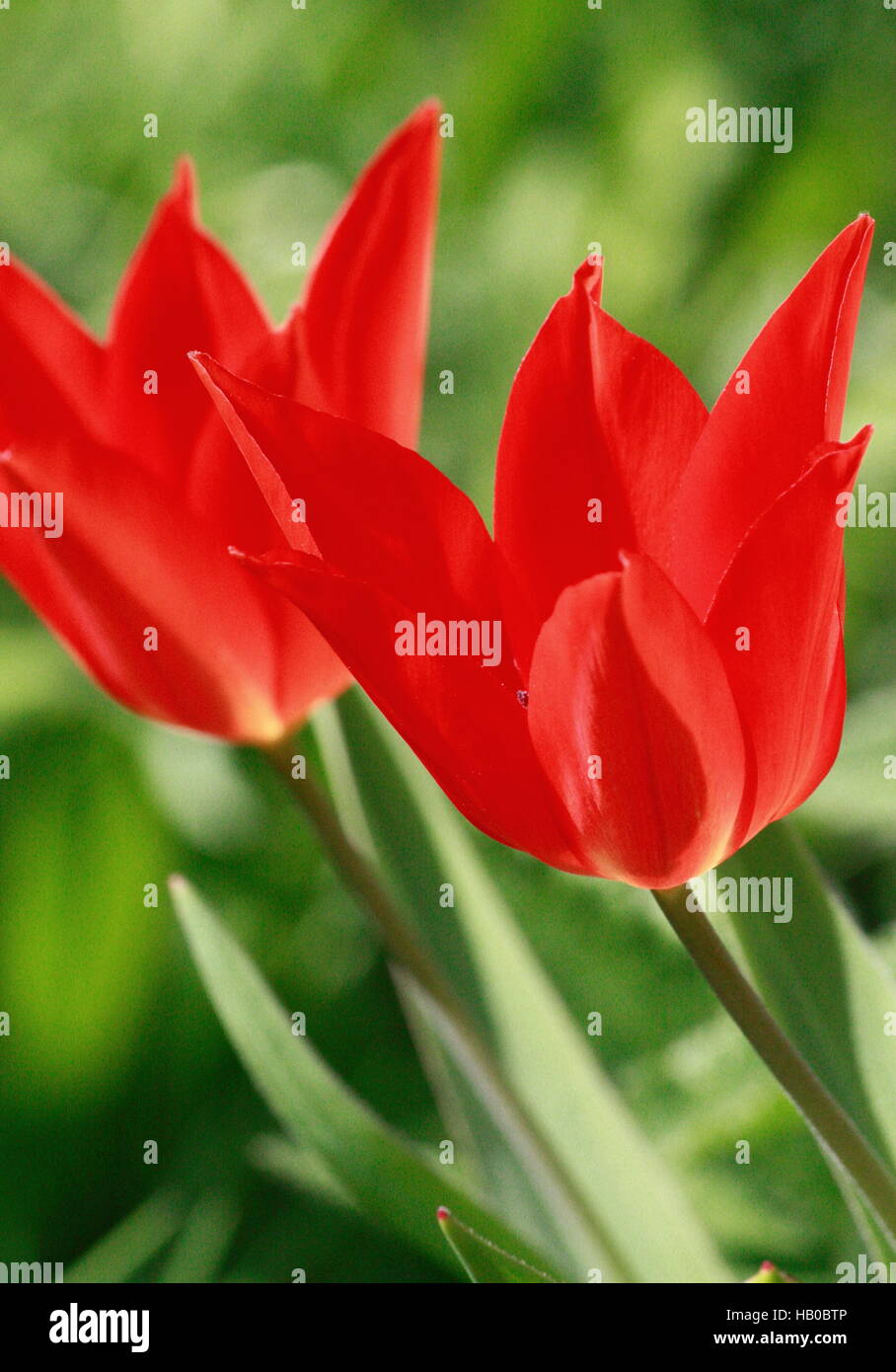 tulips, bright red Stock Photo - Alamy