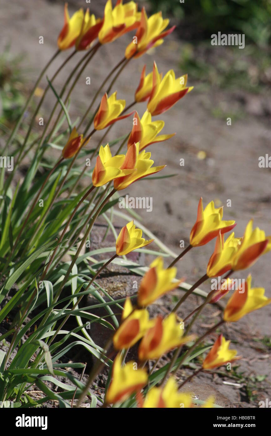 small yellow tulips Stock Photo - Alamy