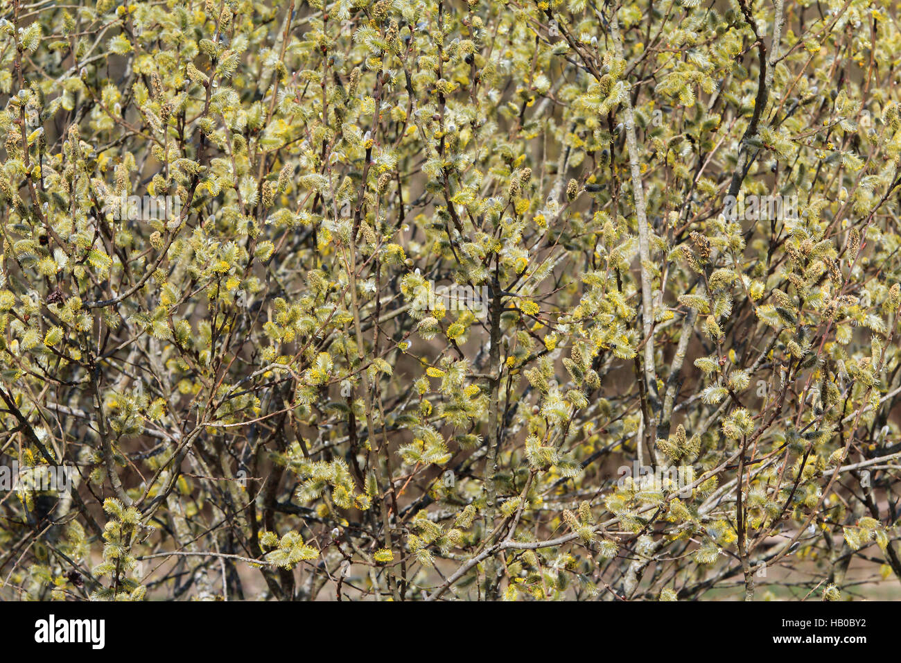 Goat willow catkins, Salix caprea Stock Photo - Alamy