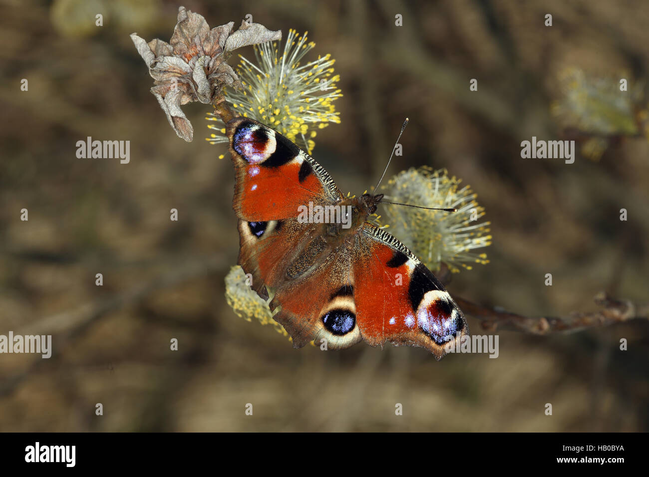 European peacock, Inachis io Stock Photo - Alamy