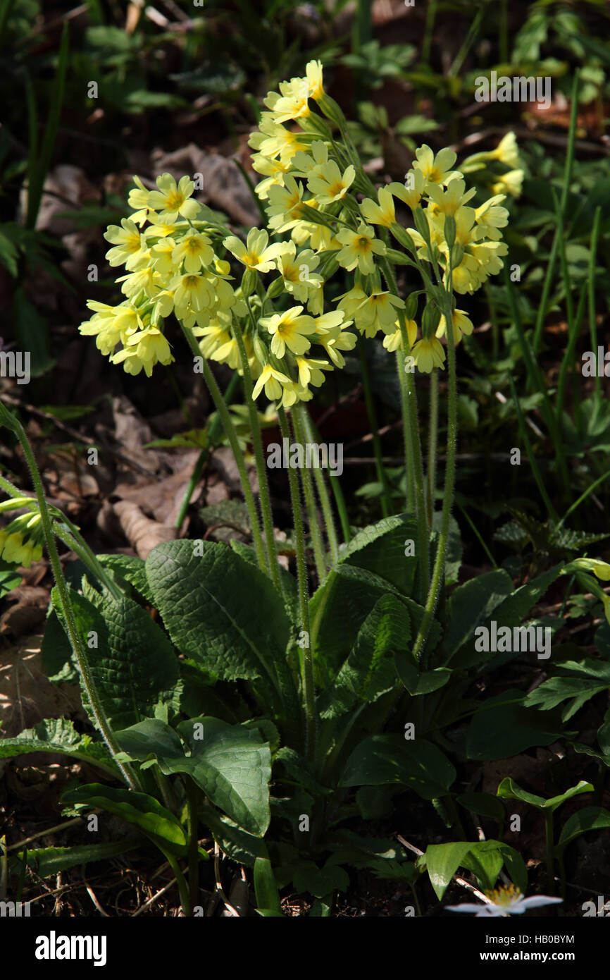 Oxlip, Primula elatior Stock Photo - Alamy