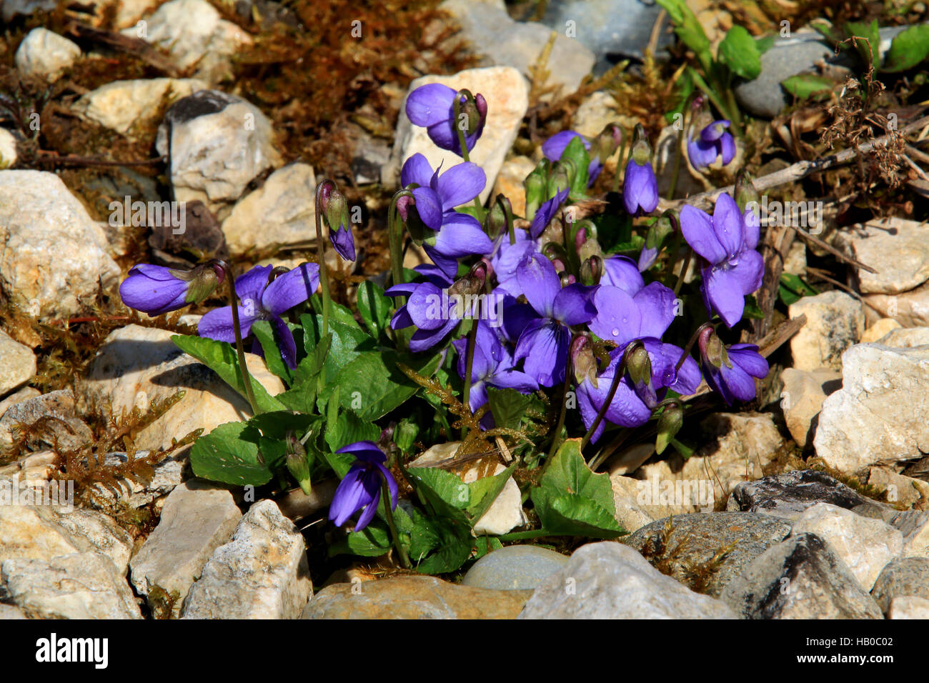 Wood viola hi-res stock photography and images - Alamy