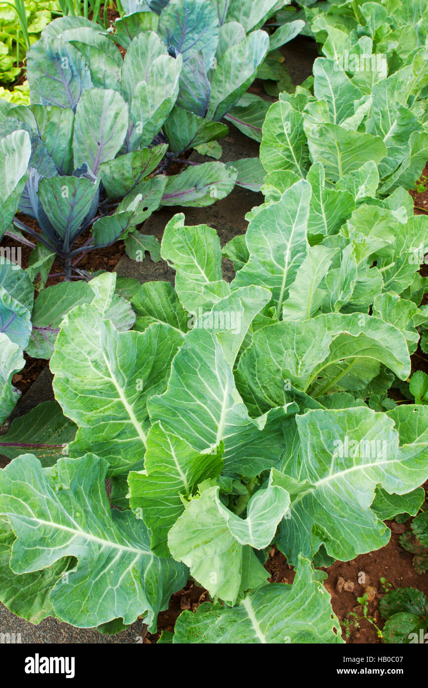 Fresh white cabbages plant Stock Photo - Alamy