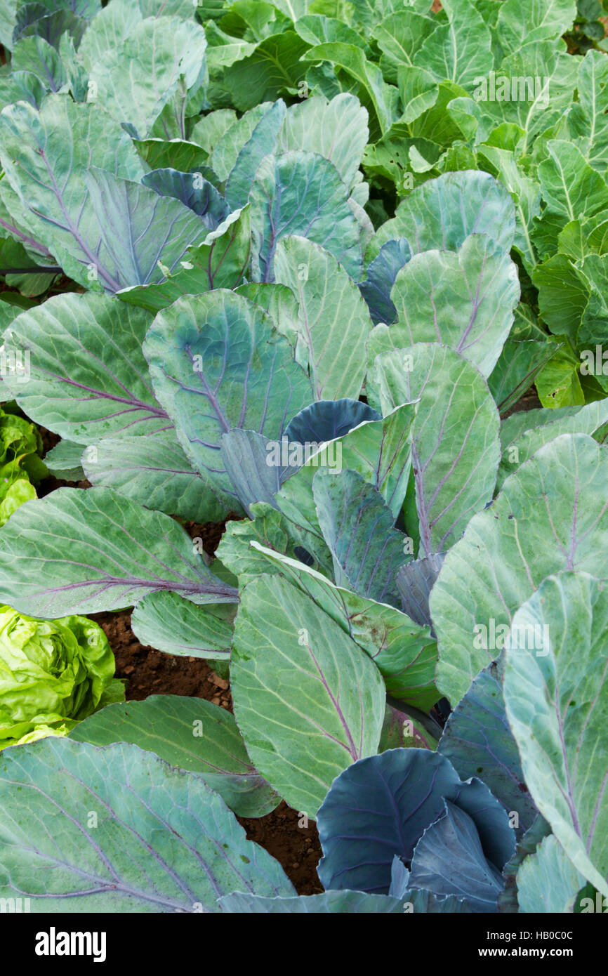 Cauliflower plants in the garden Stock Photo - Alamy