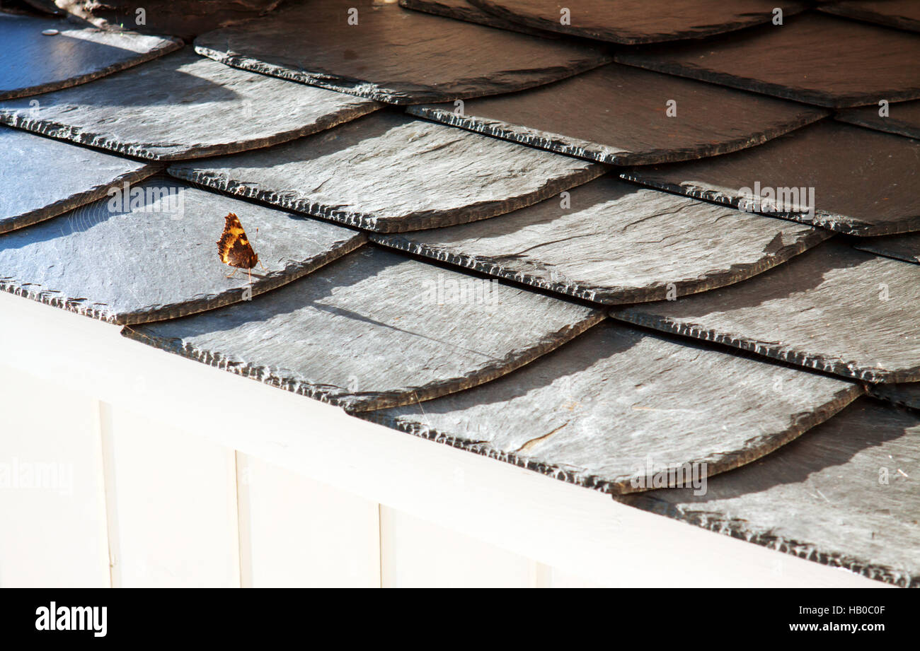 Small colorful butterfly Stock Photo - Alamy