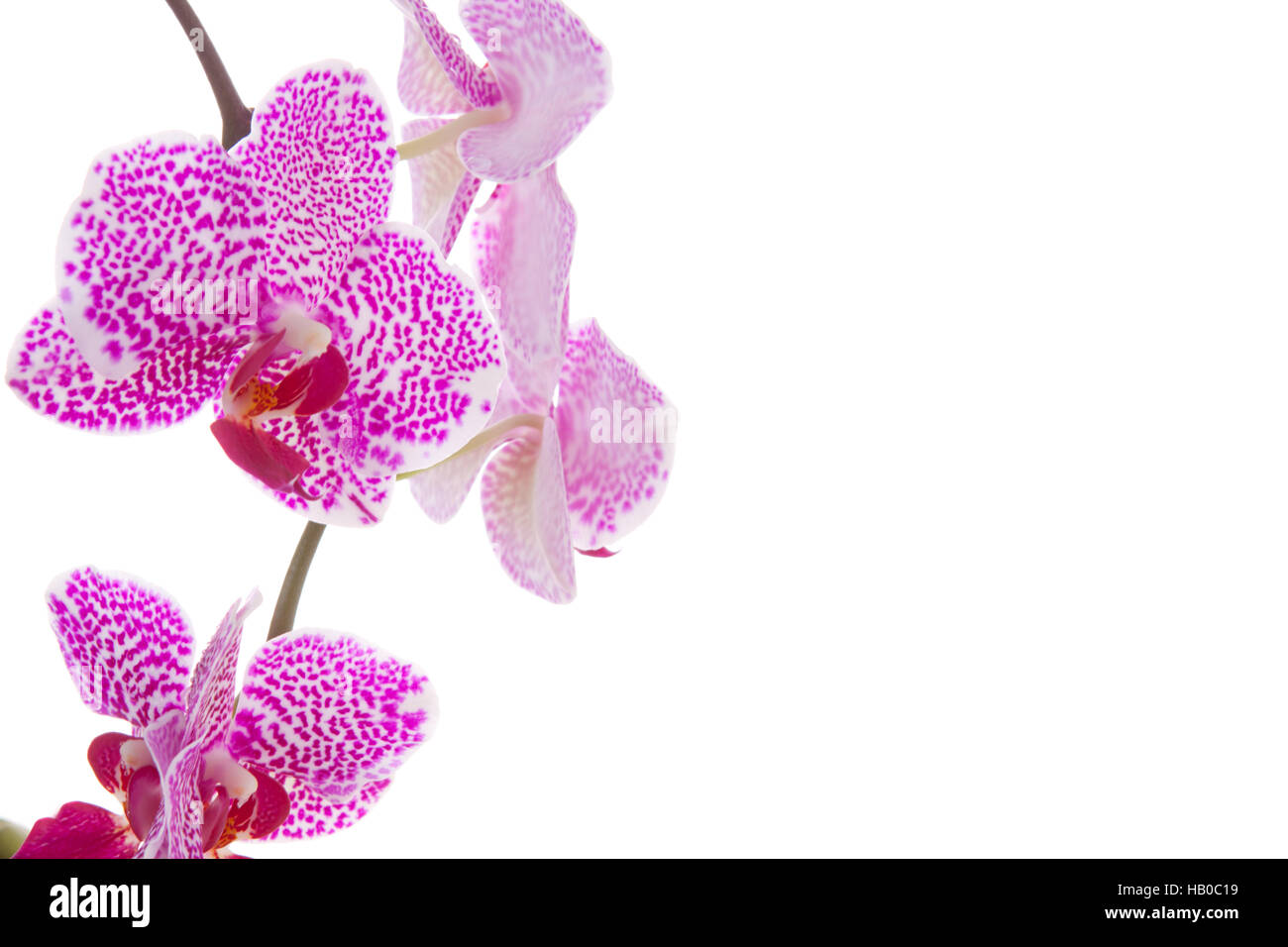 Pink Orchid Branch Stock Photo - Alamy