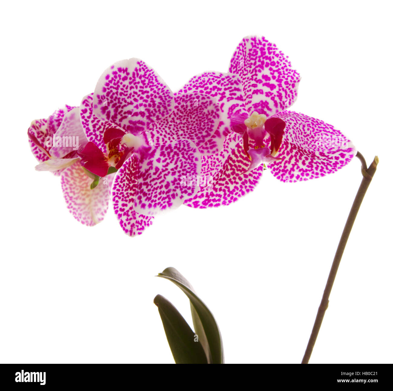 Orchid branch pink hi-res stock photography and images - Alamy
