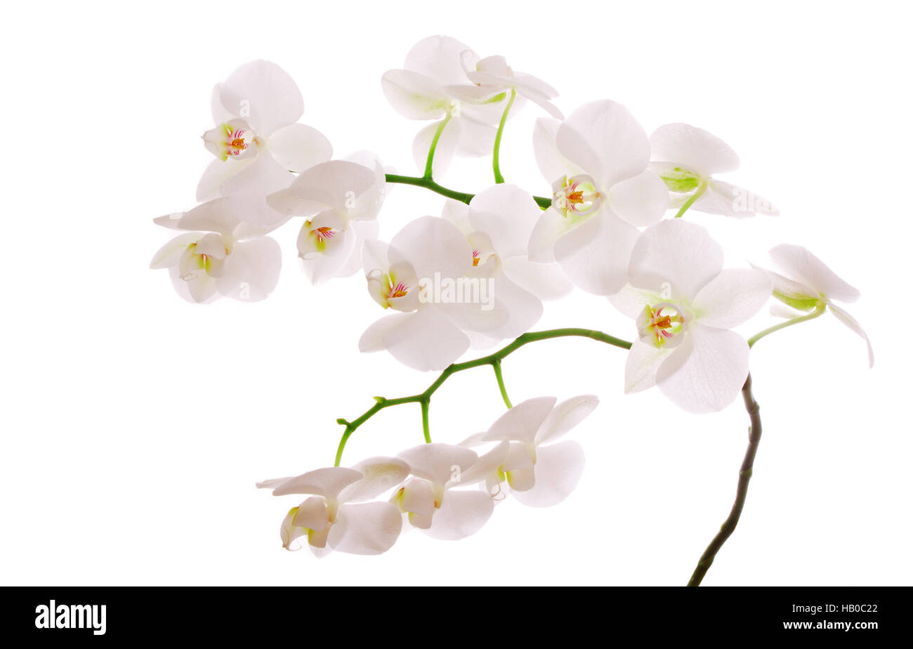 Orchid branch hi-res stock photography and images - Alamy