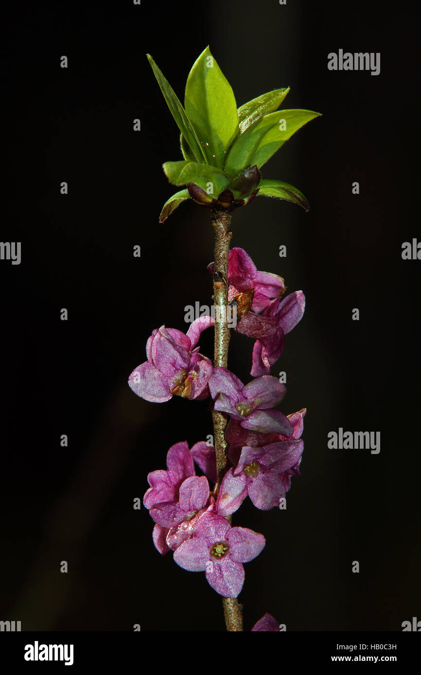 Mezeron daphne mezereum hi-res stock photography and images - Alamy