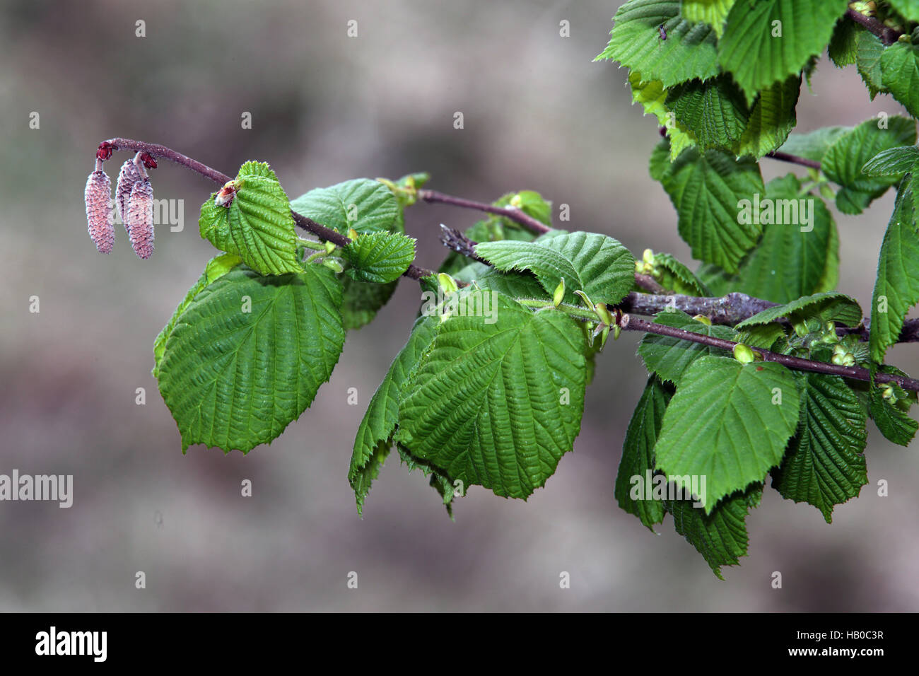 Common hazel, Corylus avellana, male flowers Stock Photo - Alamy