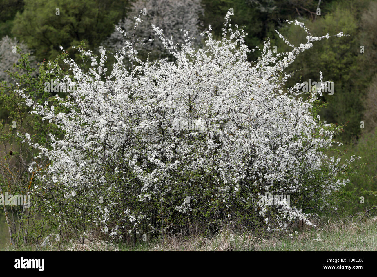 Blackthorn, Prunus spinosa Stock Photo - Alamy