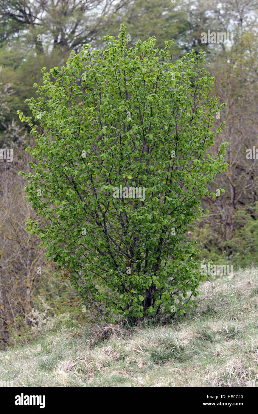 Hazel hedge hi-res stock photography and images - Alamy