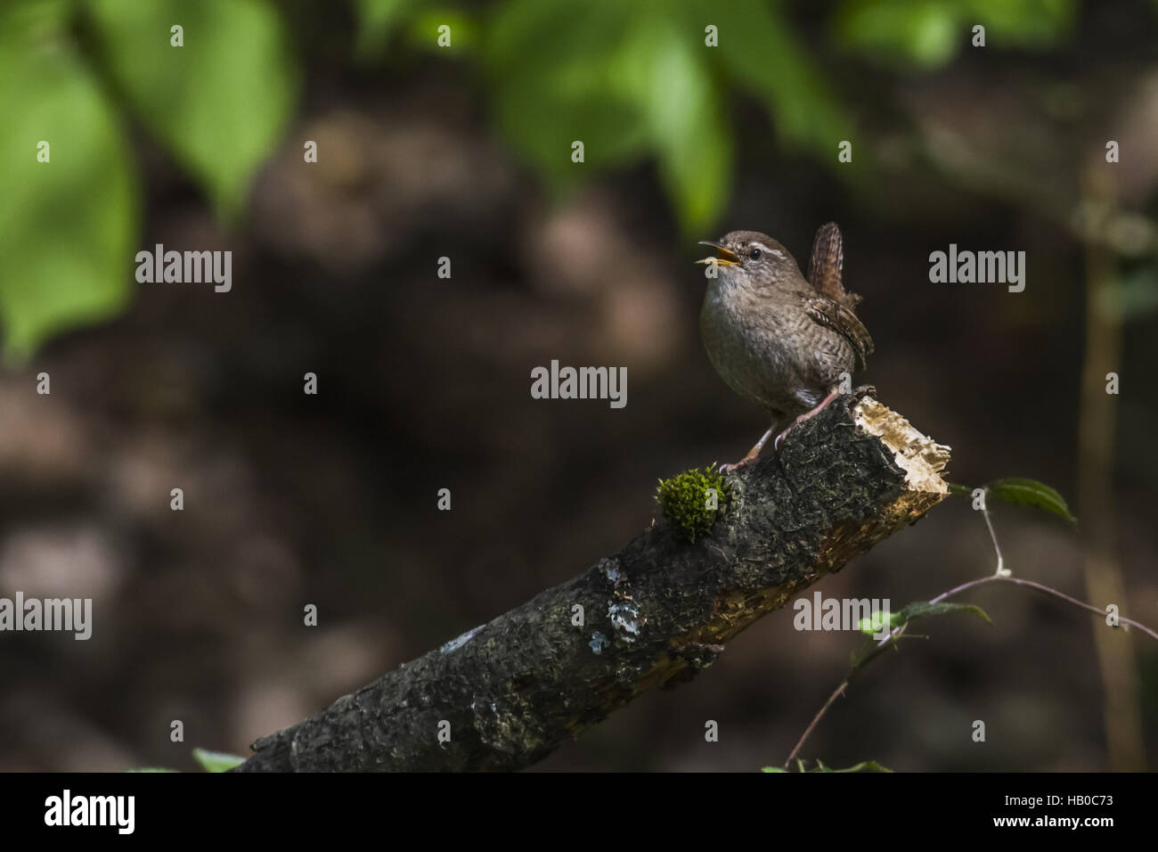 Wren flying hi-res stock photography and images - Alamy
