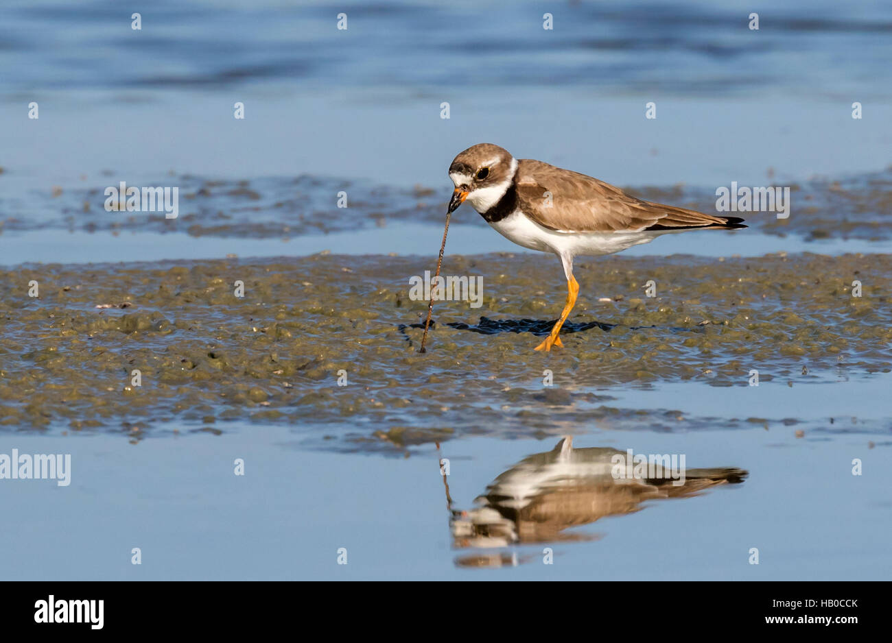 Worm hi-res stock photography and images - Alamy