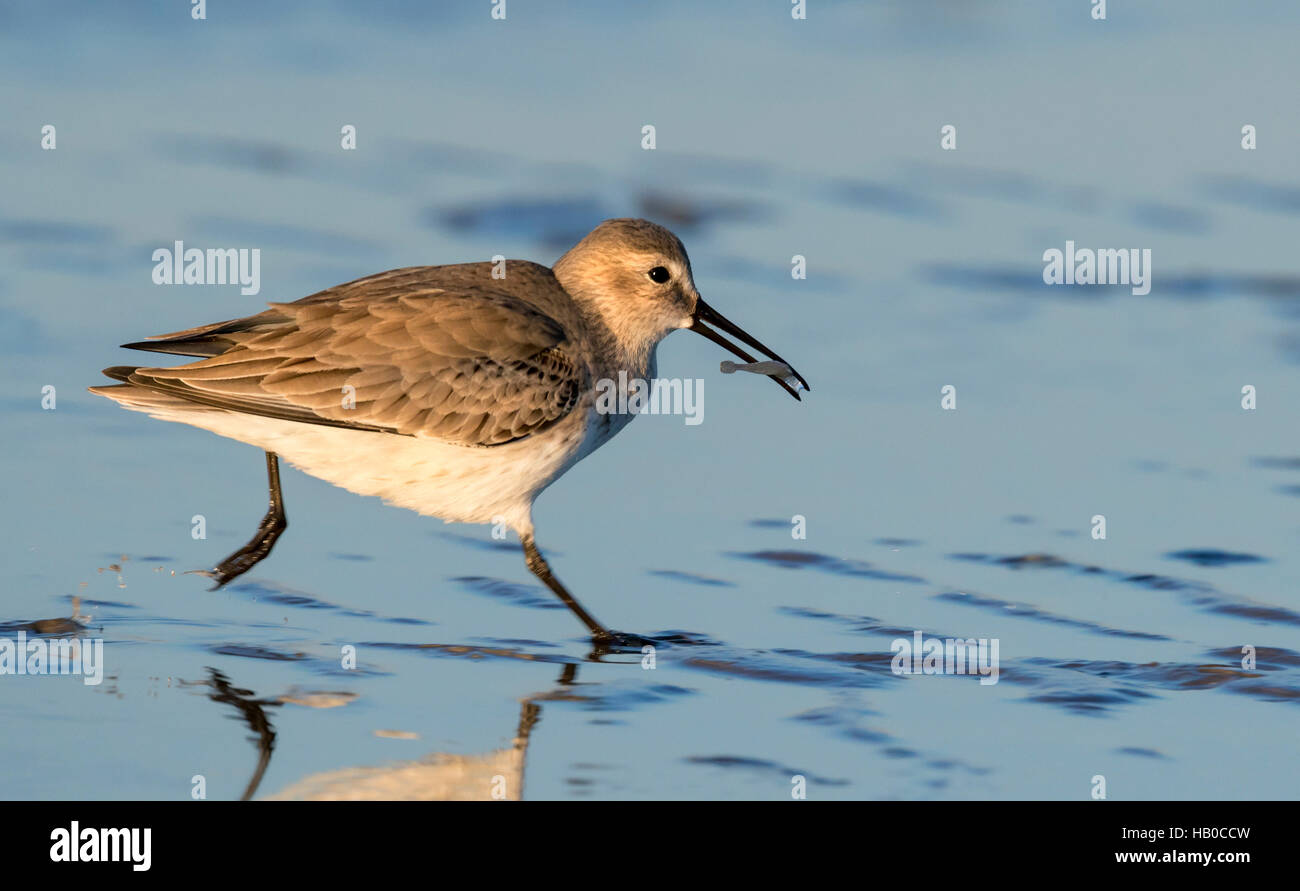 Dunlin hunting hi-res stock photography and images - Alamy