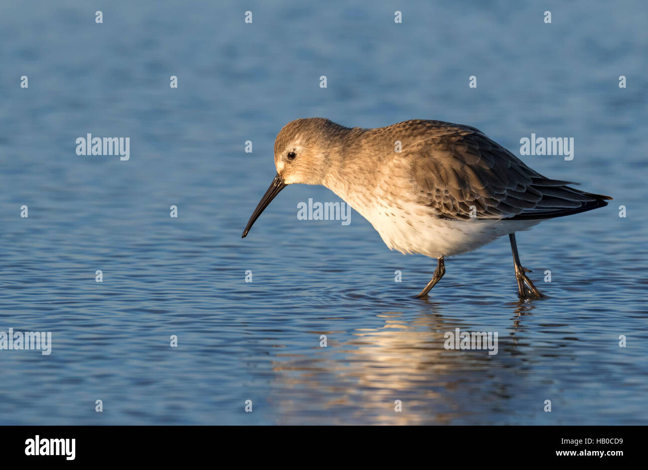 Dunlin (Calidris alpina) in winter plumage feeding at the ocean beach ...