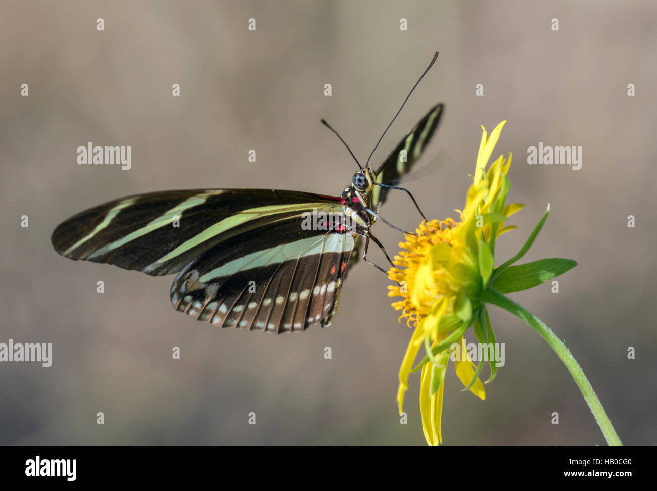 Zebra Longwing Butterfly (Heliconius charitonius) feeding in a sunny ...