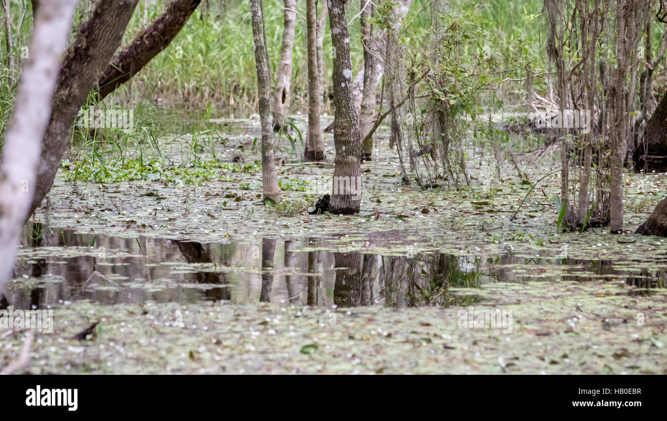 Cypress (Taxodium distichum) Roots, Swamp, Big Cypress National ...