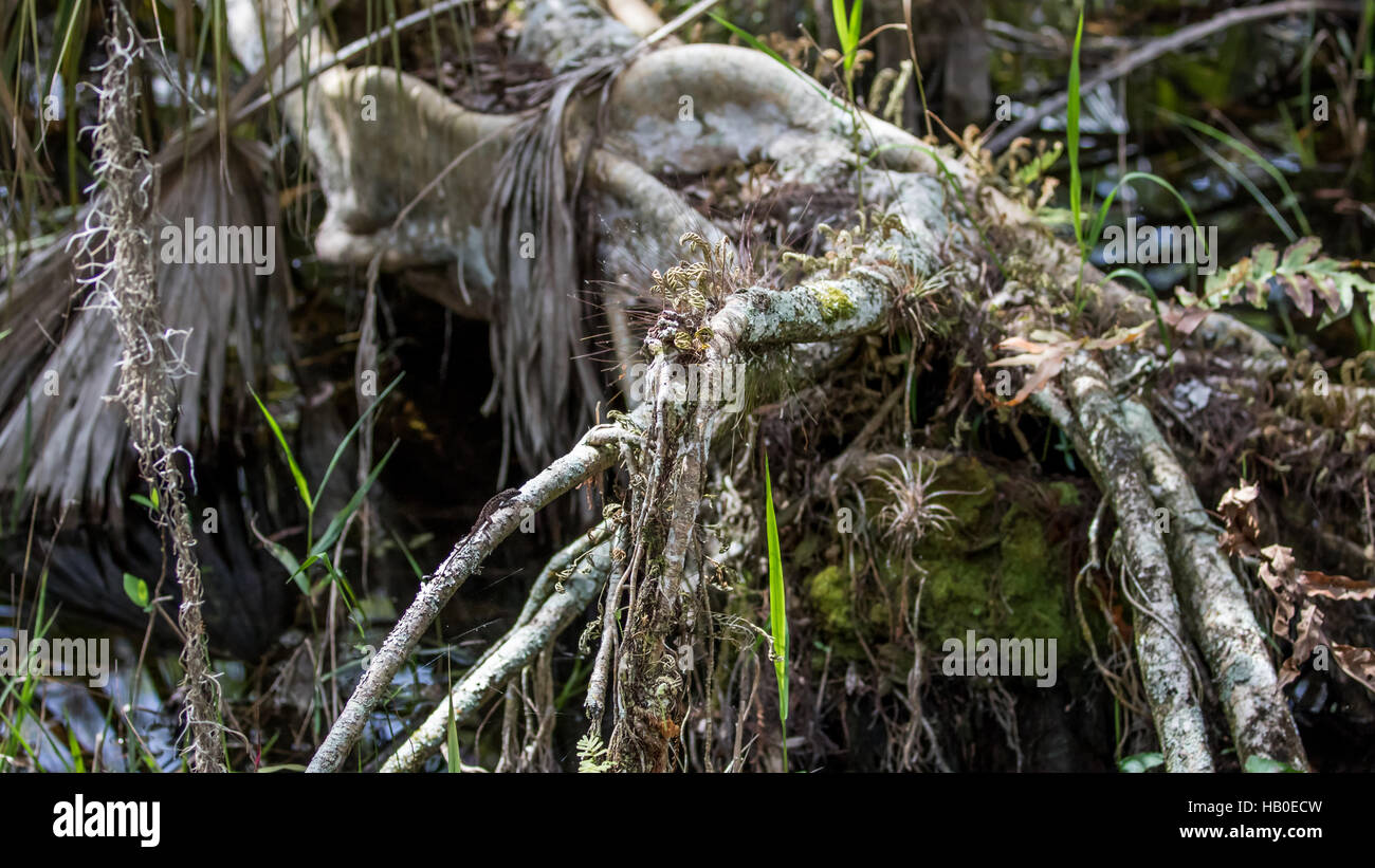 Swamp roots hi-res stock photography and images - Alamy
