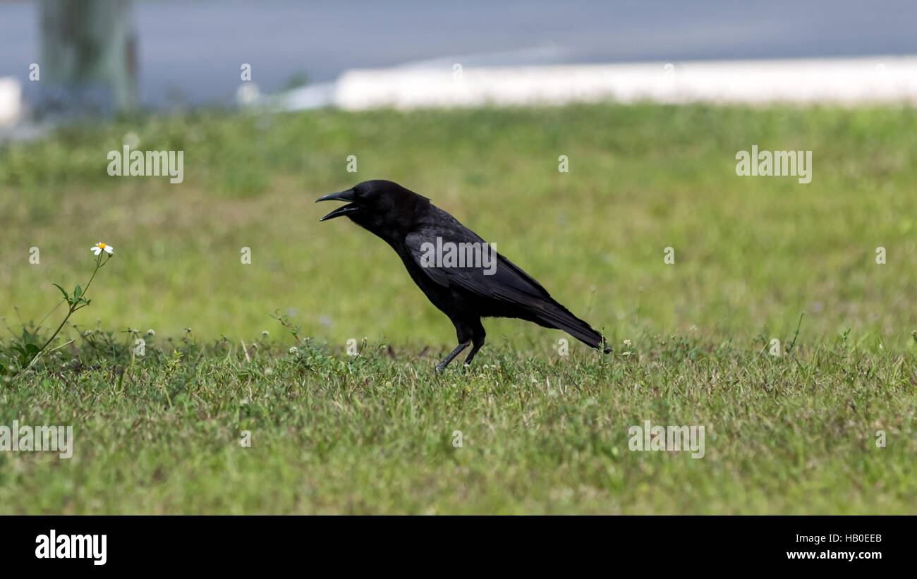 Crow american crow florida hi-res stock photography and images - Alamy