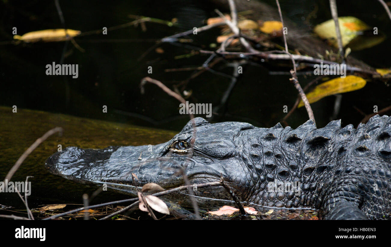 Alligator (Alligator mississippiensis) Resting, Big Cypress National ...