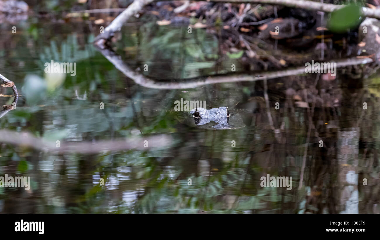 Alligator in swamp hi-res stock photography and images - Alamy