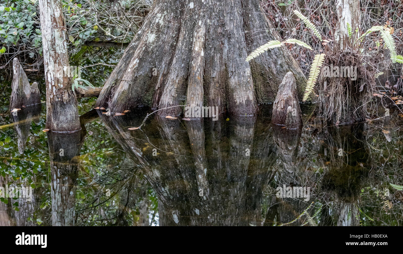 Cypress (Taxodium distichum) Roots, Swamp, Big Cypress National ...
