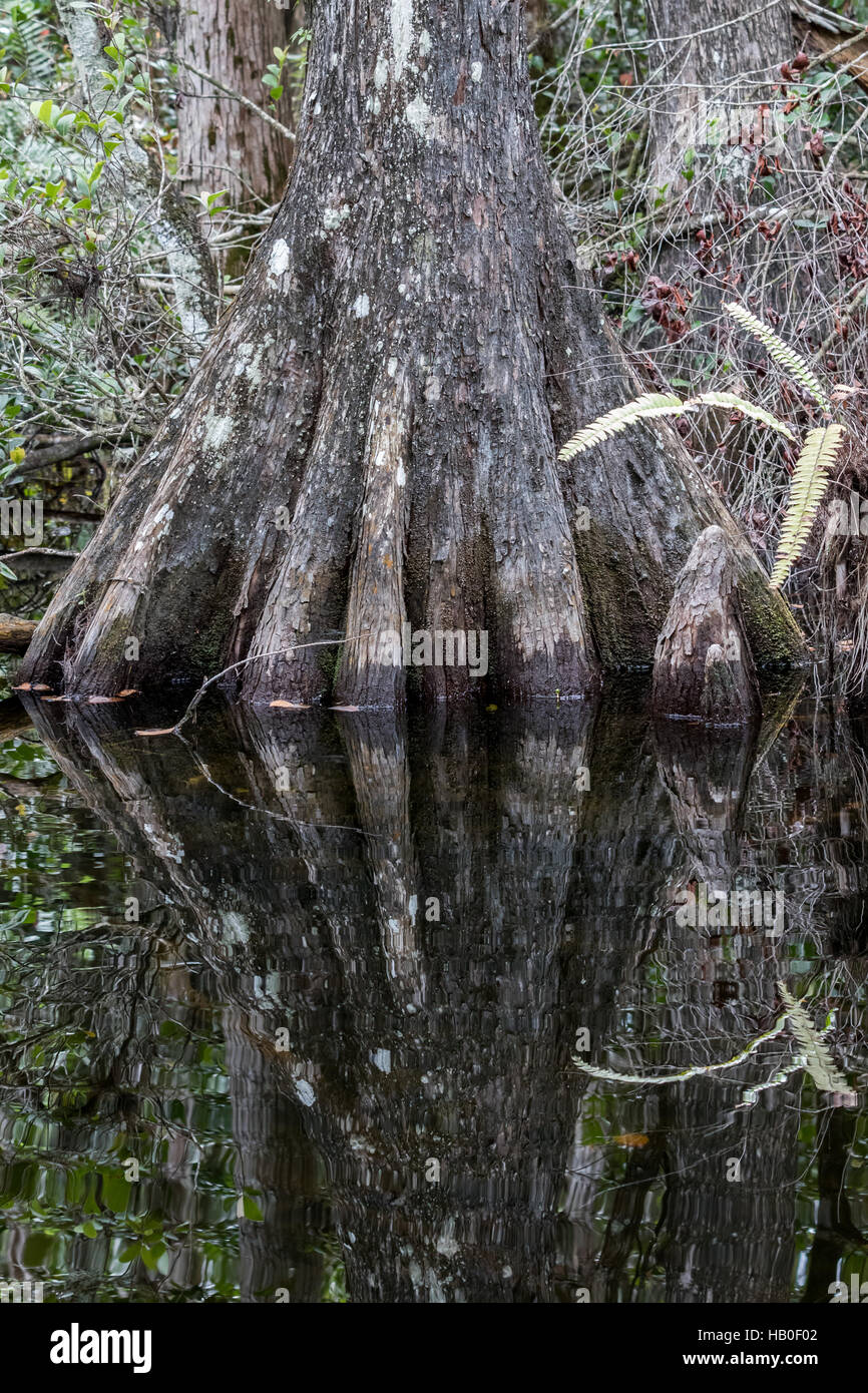 Swamp cypress roots hi-res stock photography and images - Alamy