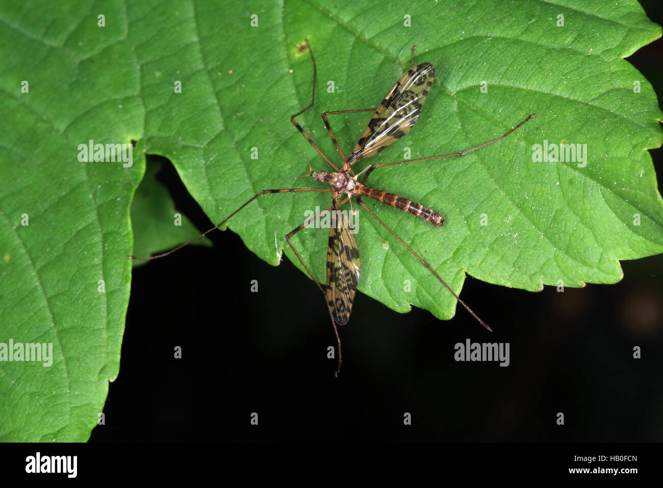 Crane Fly Diptera High Resolution Stock Photography and Images - Alamy