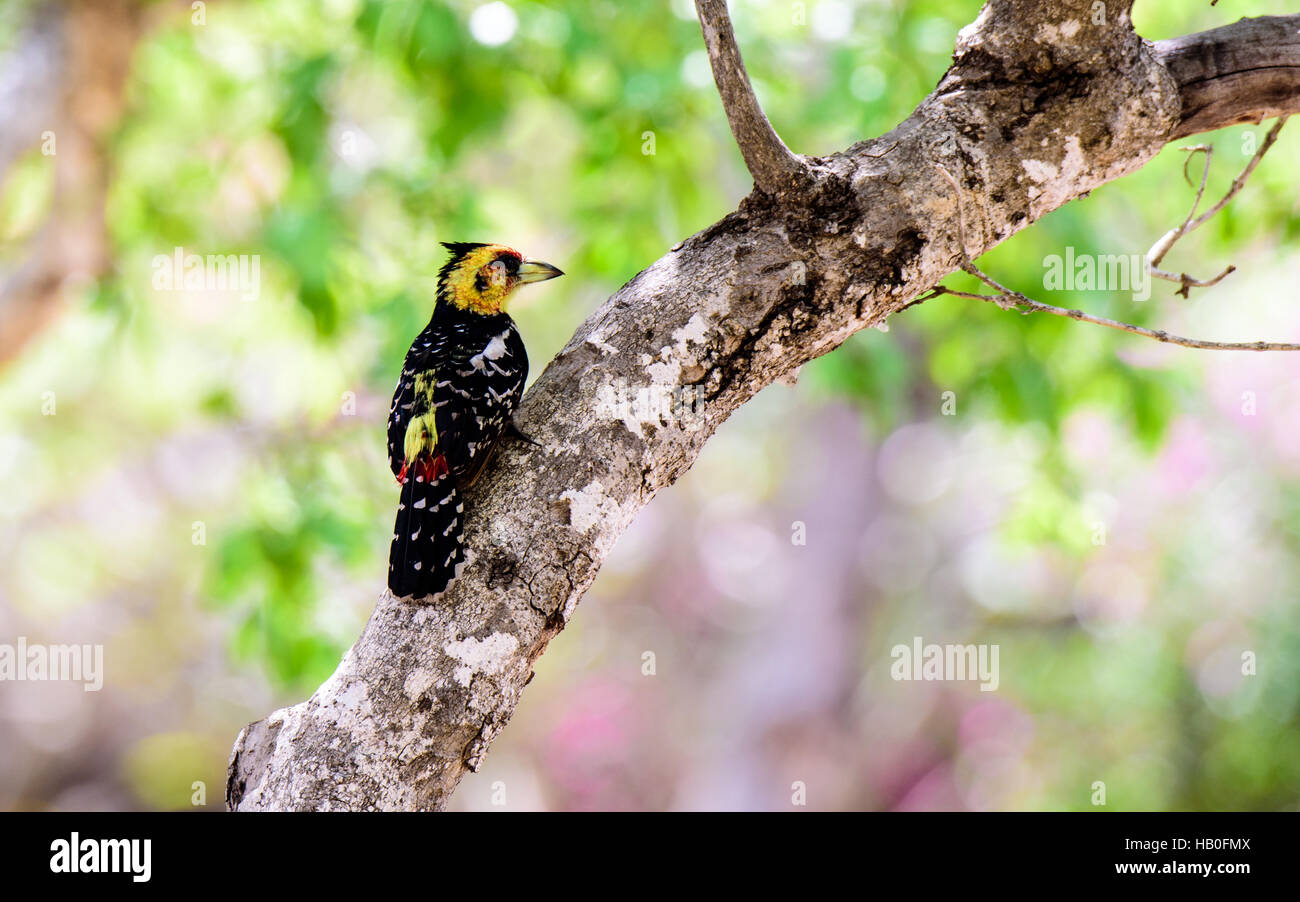 Crested Barbet on the trunk of a tree Stock Photo - Alamy