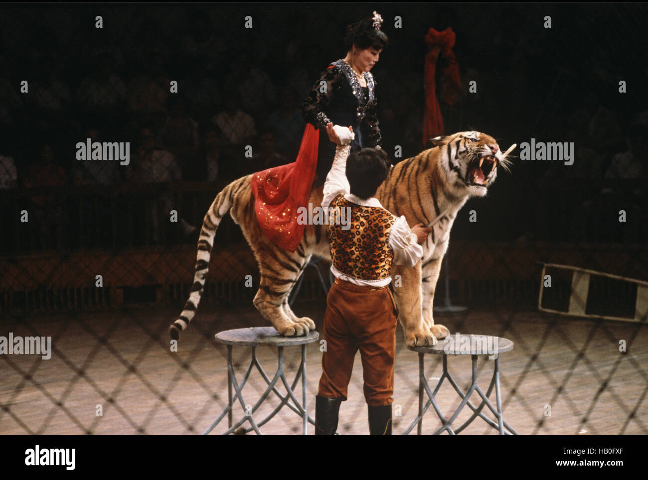 Circus act with tiger in Shanghai Circus, Shanghai, China Stock Photo ...