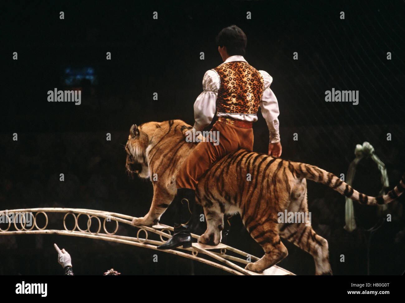 Circus act with tiger in Shanghai Circus, Shanghai, China Stock Photo ...