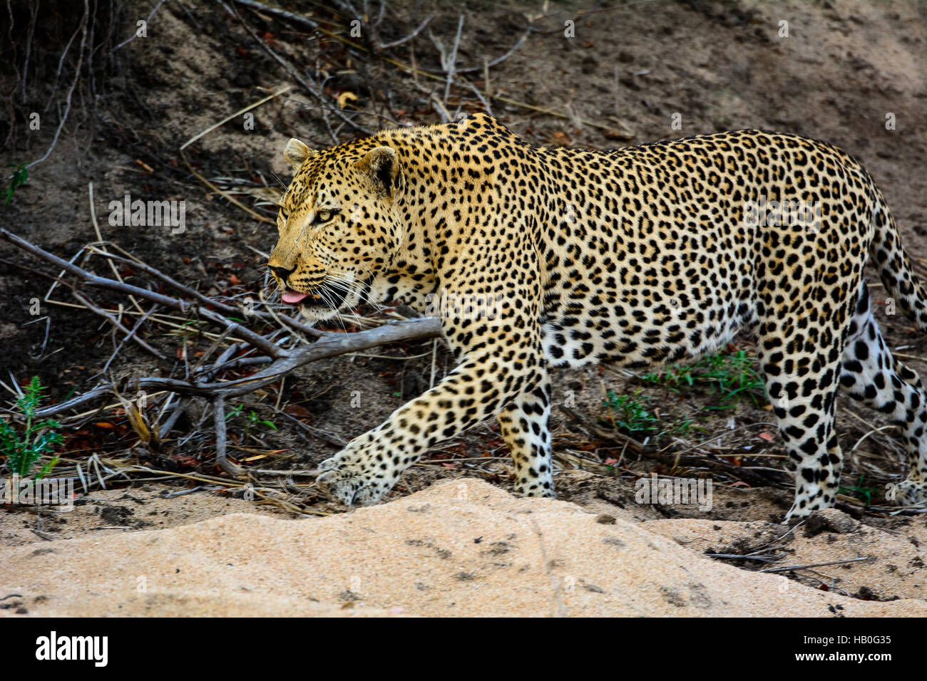 Male leopard on the move Stock Photo - Alamy