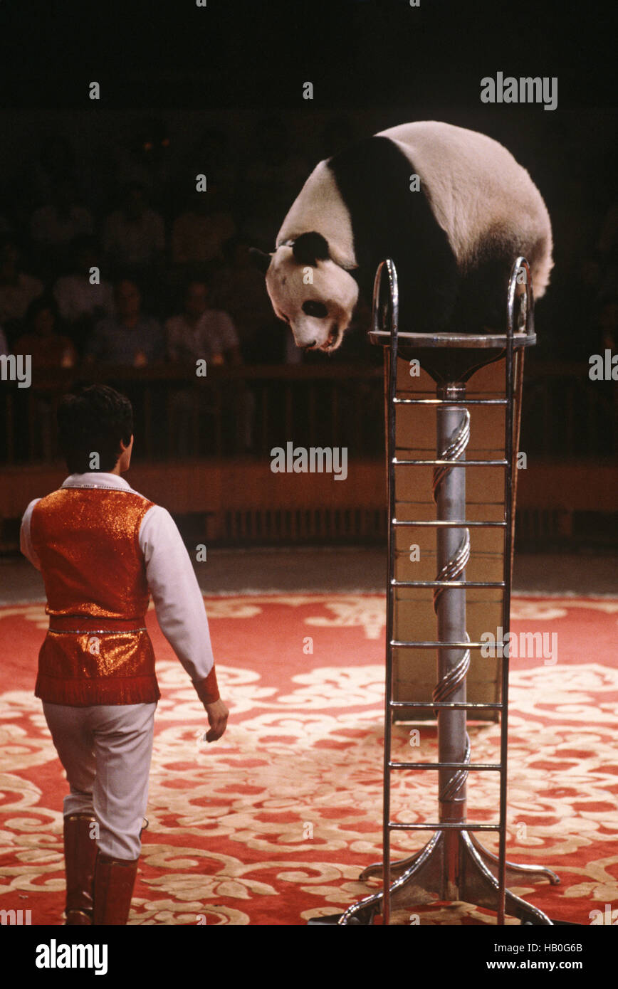Circus act with Giant Panda bear, Shanghai Circus, Shanghai, China ...