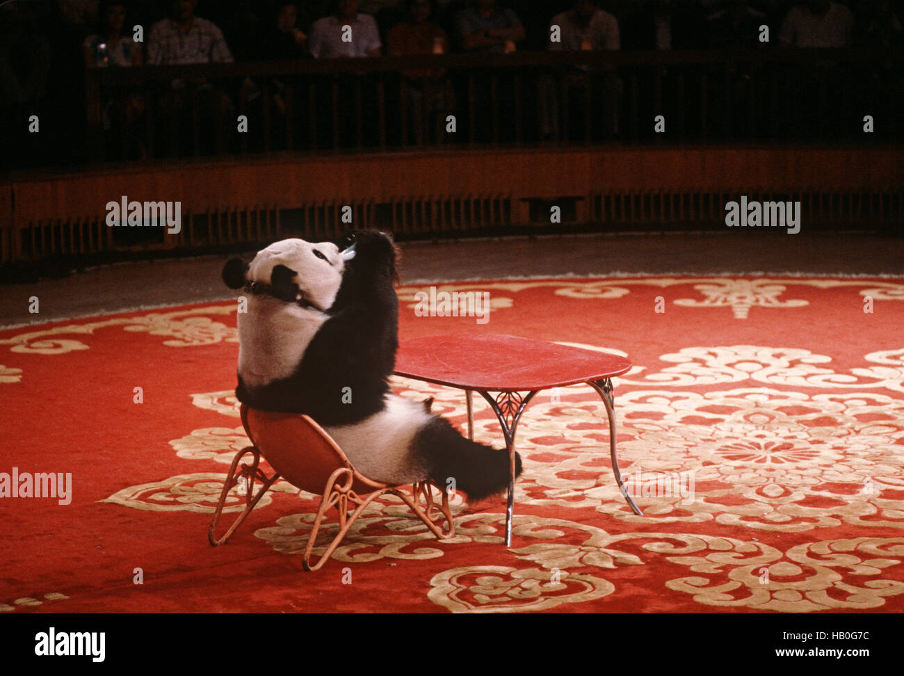 Circus act with Giant Panda bear, Shanghai Circus, Shanghai, China ...