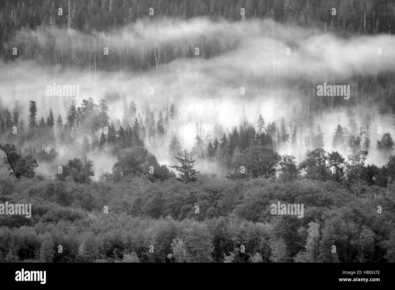 Mist rising above the Olympic rain forest, Quinault River valley ...