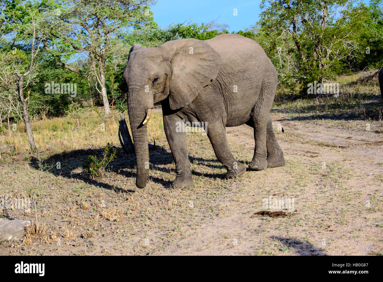 Elephant Shadow High Resolution Stock Photography and Images - Alamy