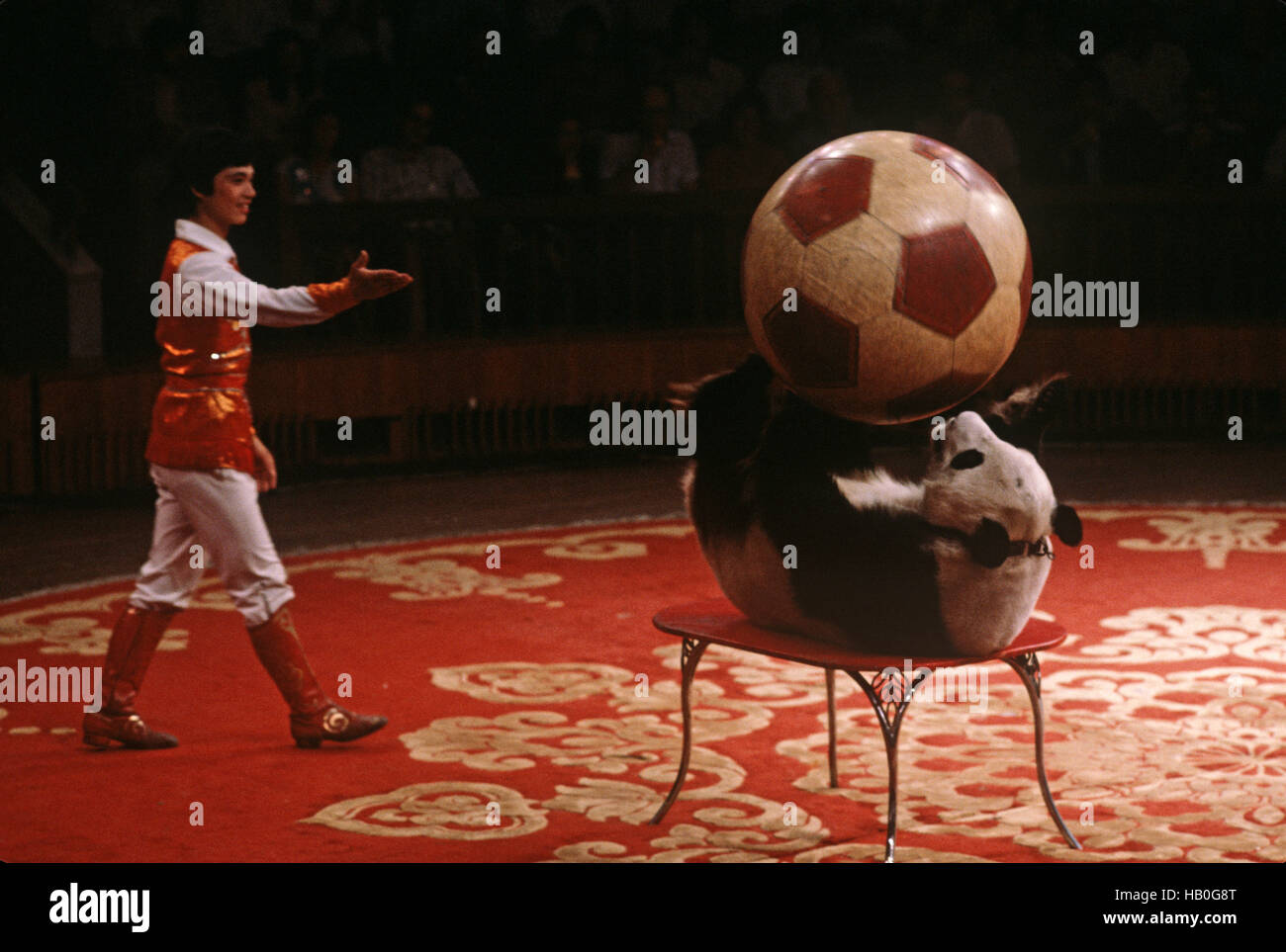 Circus act giant panda bear hi-res stock photography and images - Alamy