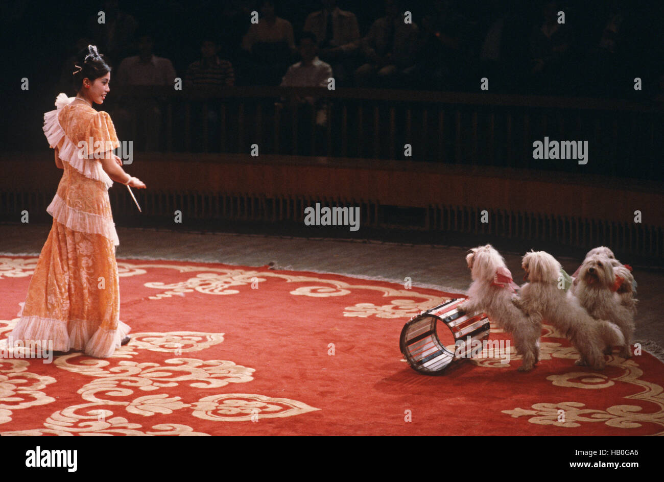 Circus act with performing dogs, Shanghai Circus, Shanghai, China, 1980 ...