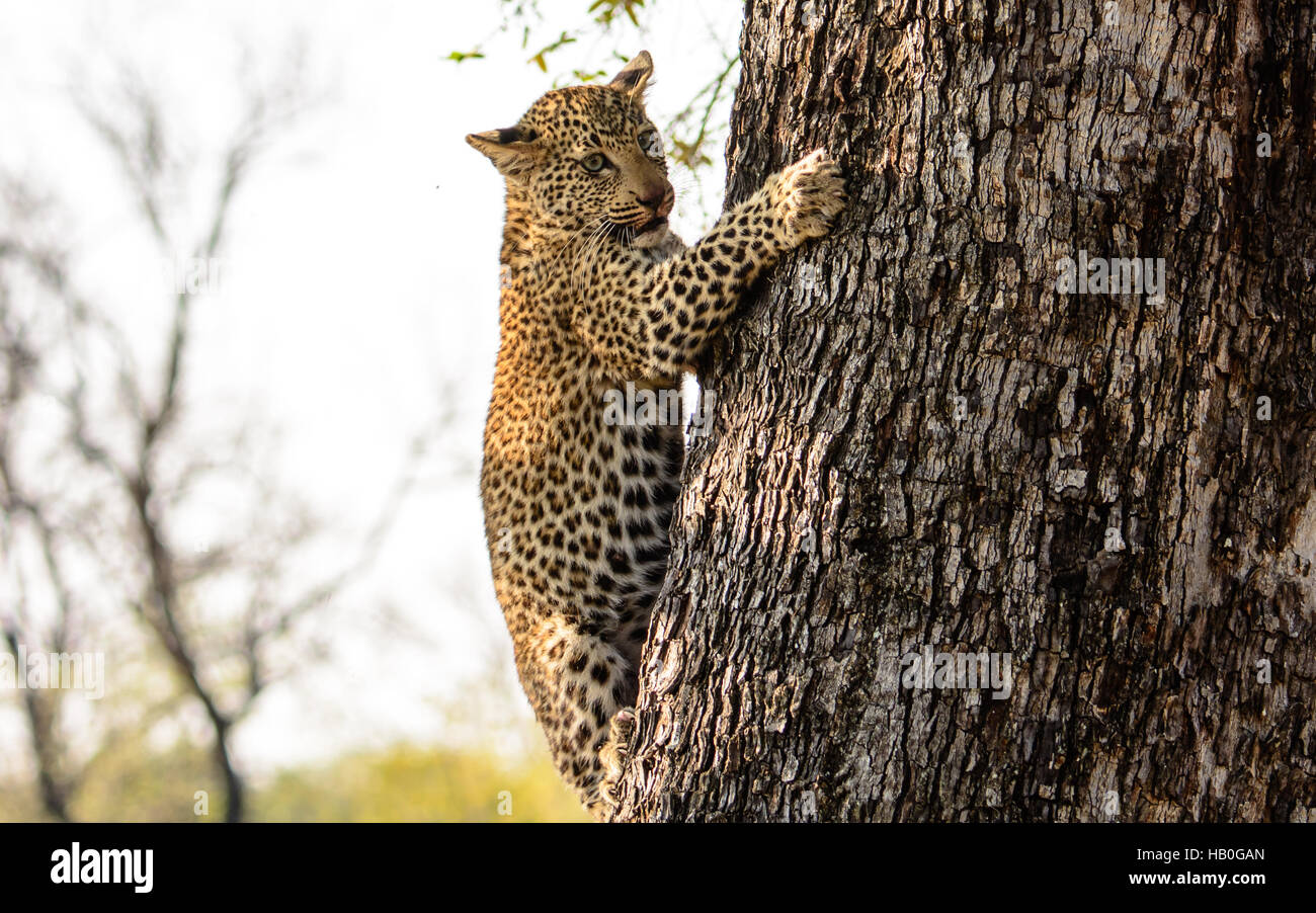 leopard cub gingerly climbing down the trunk of a tree Stock Photo - Alamy