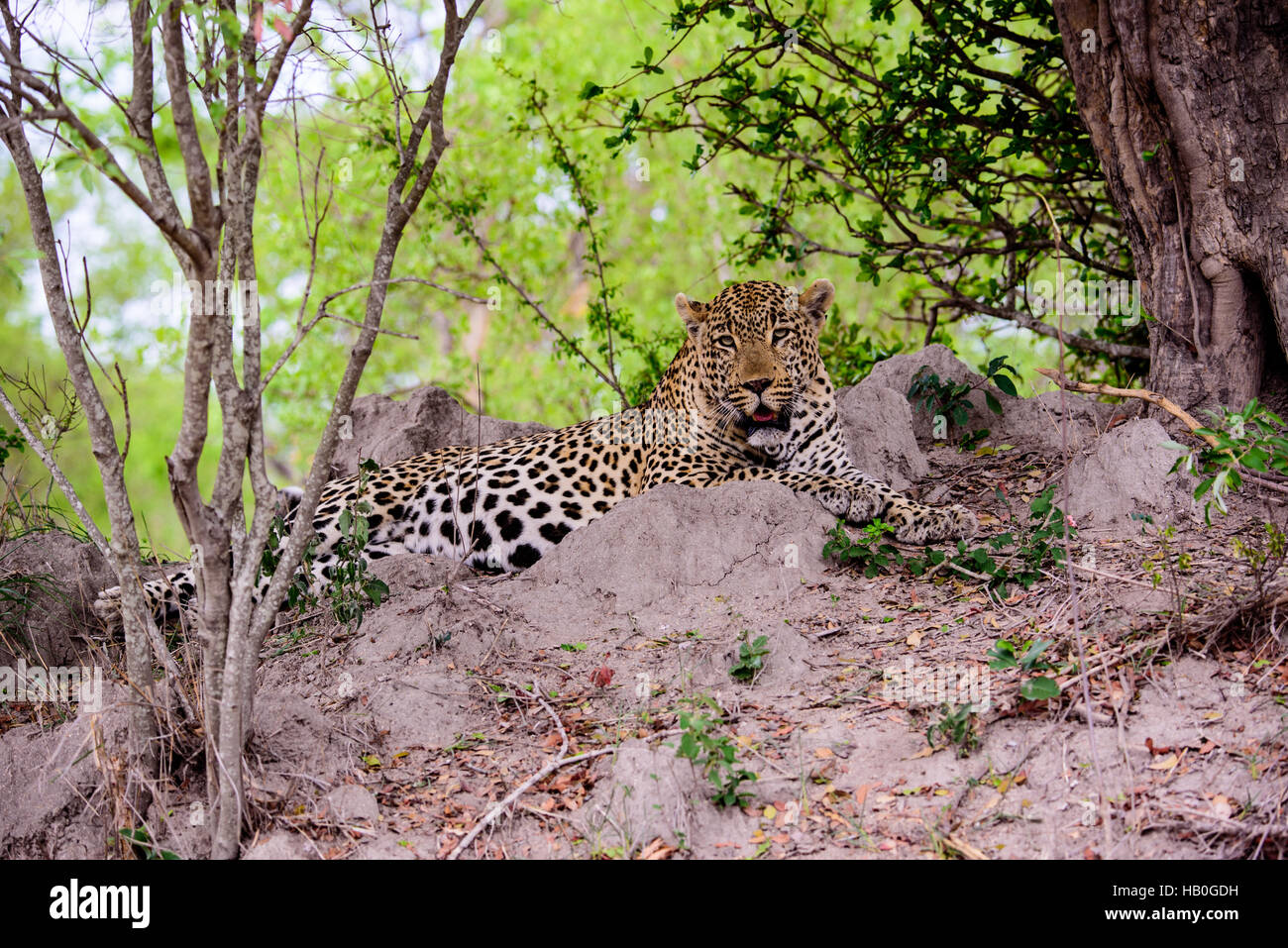 Watching leopard hi-res stock photography and images - Alamy