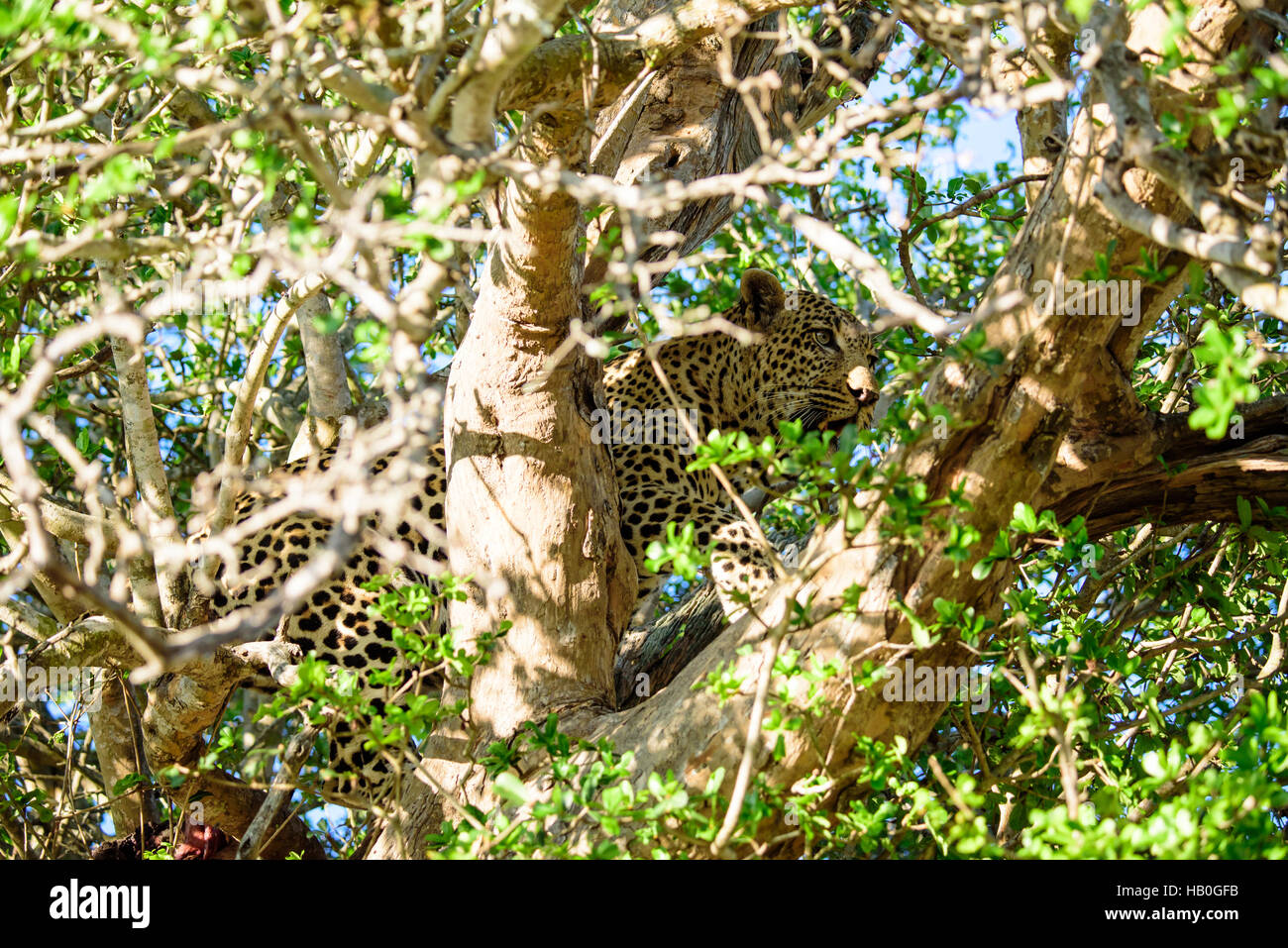 Leopard hiding in a tree Stock Photo - Alamy