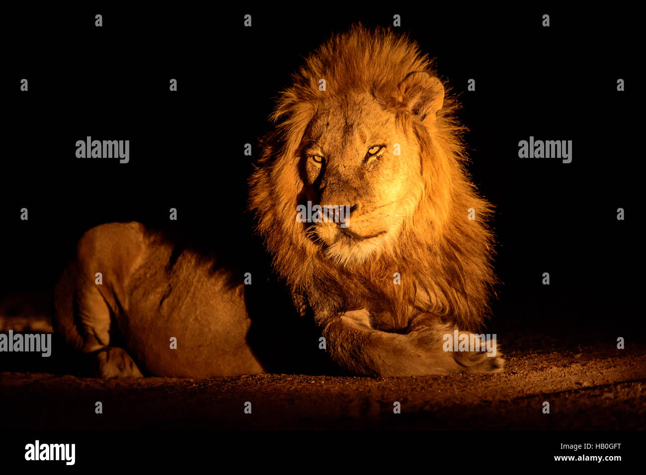 Lion at night hi-res stock photography and images - Alamy