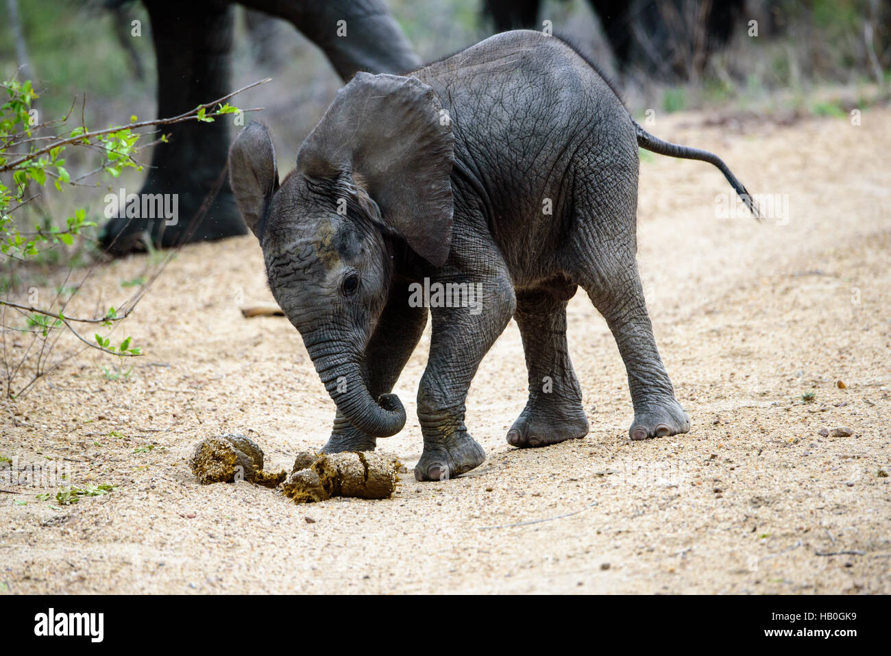 Cute Baby elephant investigating elephant dung Stock Photo - Alamy