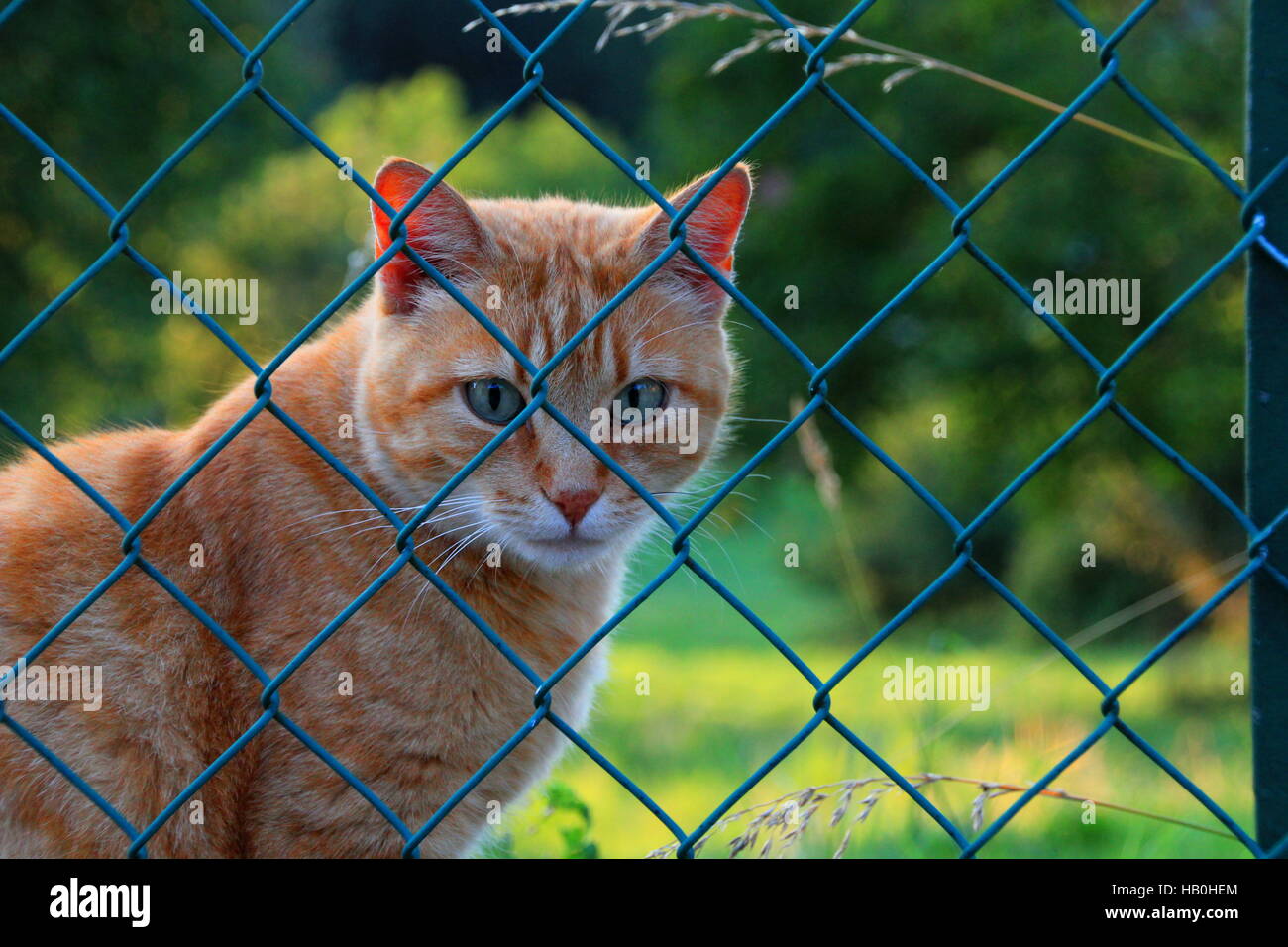 Ginger Cat behind a fence Stock Photo - Alamy