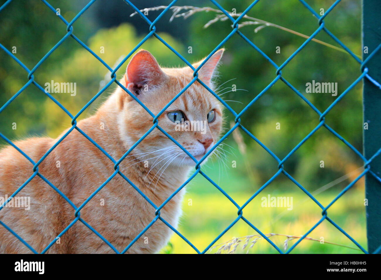 Domestic adult cat fence hi-res stock photography and images - Alamy