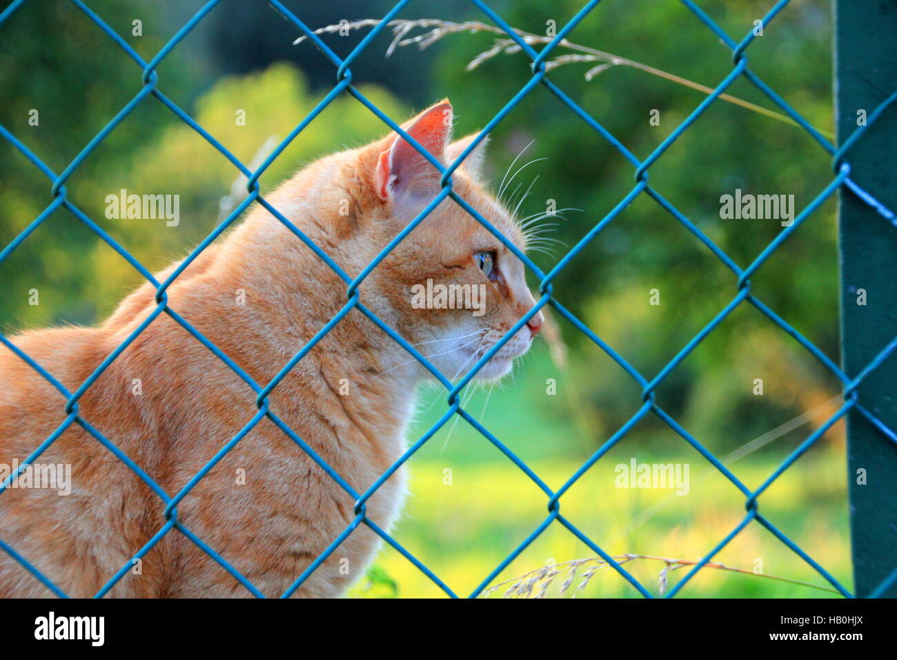 Domestic adult cat fence hi-res stock photography and images - Alamy
