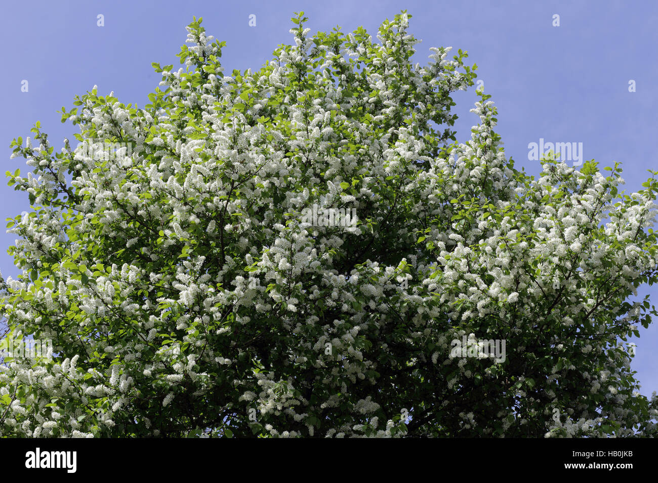 Bird cherry, Prunus padus Stock Photo - Alamy