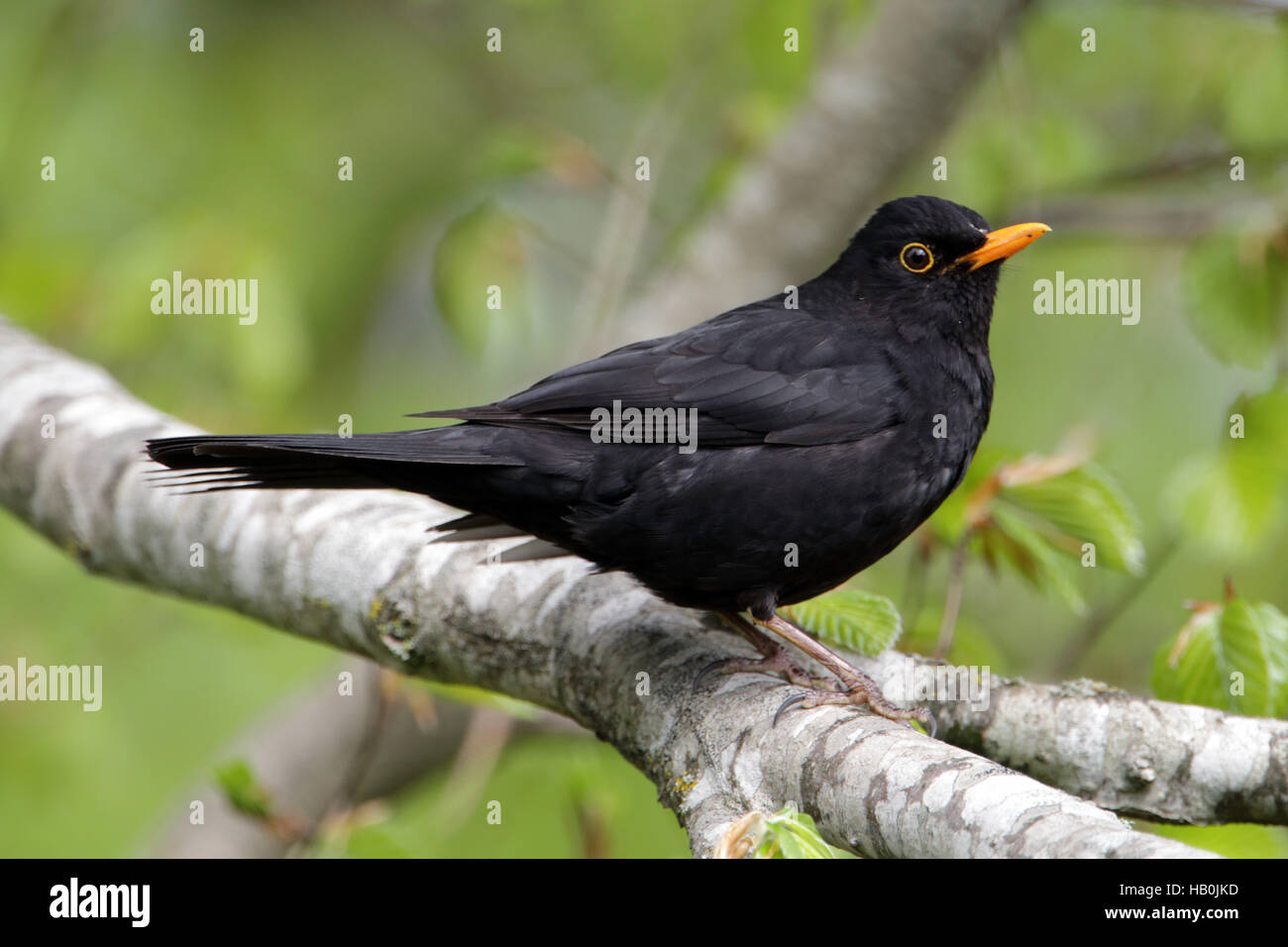 Male Blackbird, Turdus merula Stock Photo - Alamy